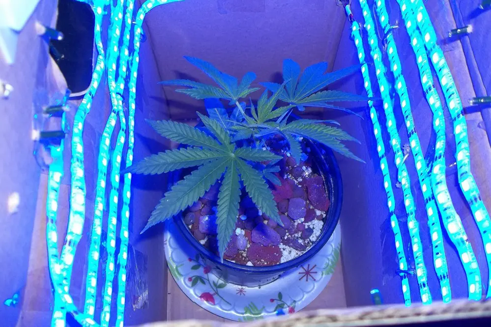 Do LED Strip Lights Work for Growing Weed? Find Out Here!